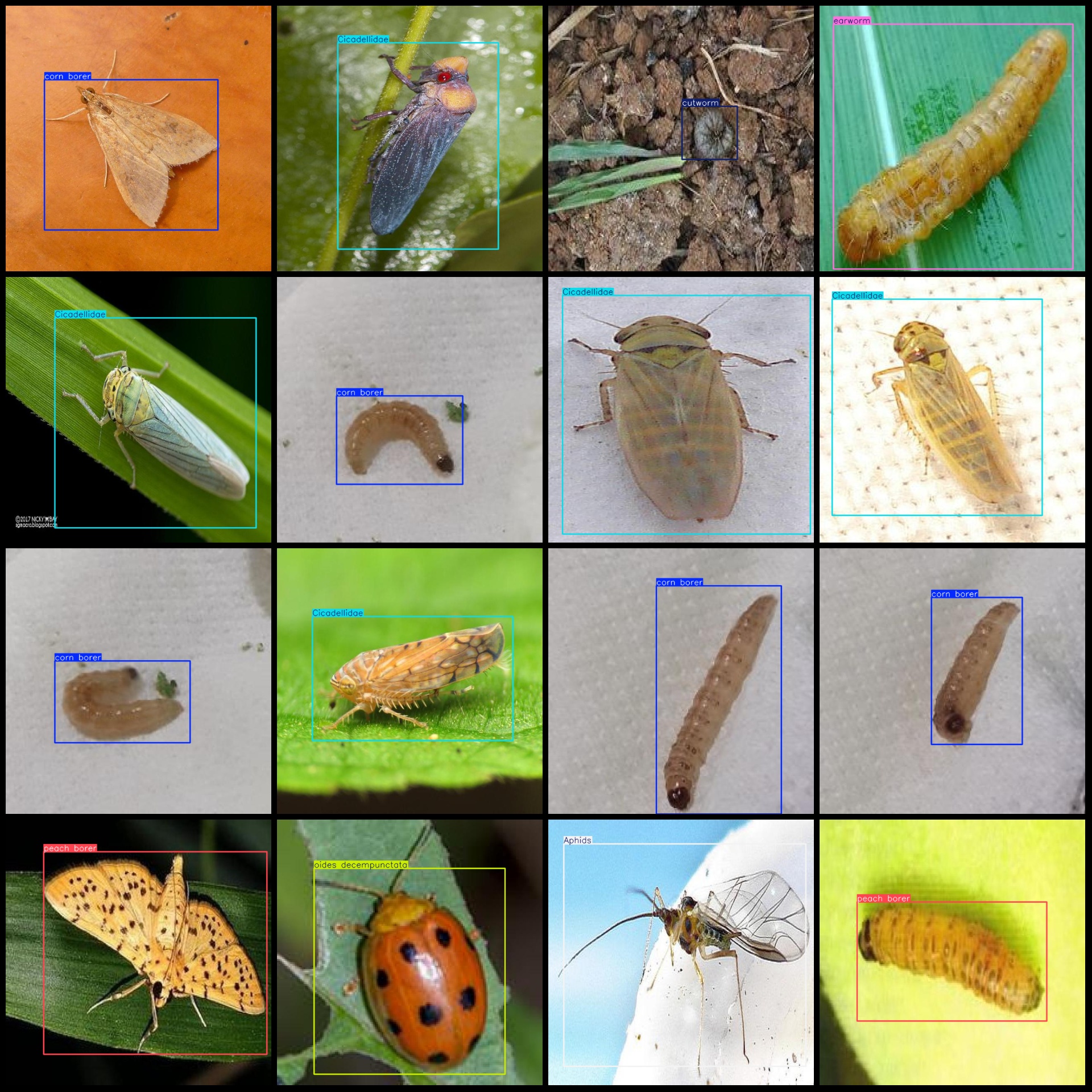 农业田间害虫检测数据集VOC+YOLO格式2968张16类别-CSDN博客