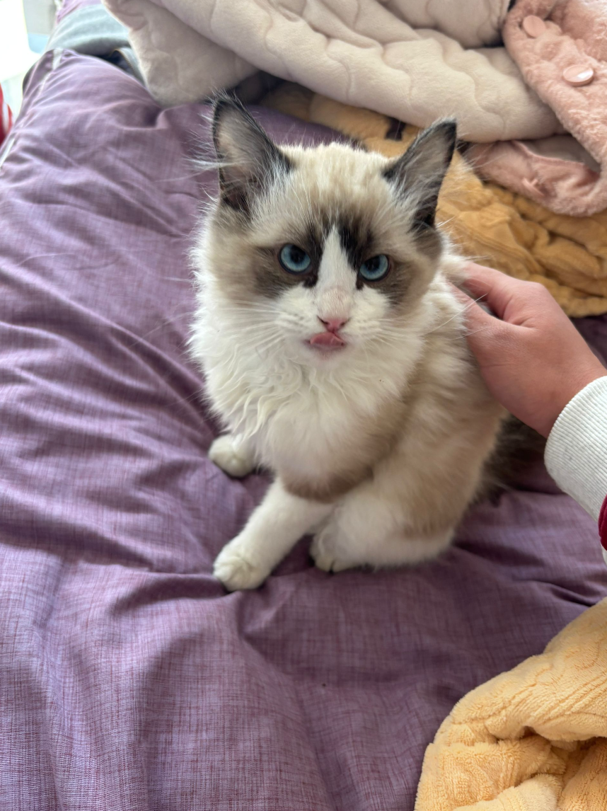 解决： WARN:0] global ./modules/videoio/src/cap_gstreamer.cpp (1100) open OpenCV | GStreamer ...