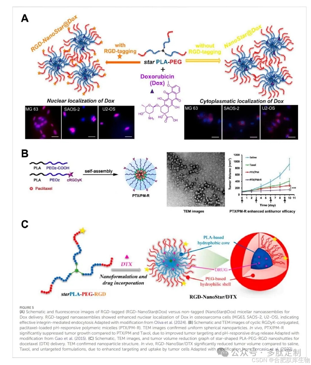 基于RGD的自组装纳米药物改善肿瘤治疗_ffrgd结构-CSDN博客