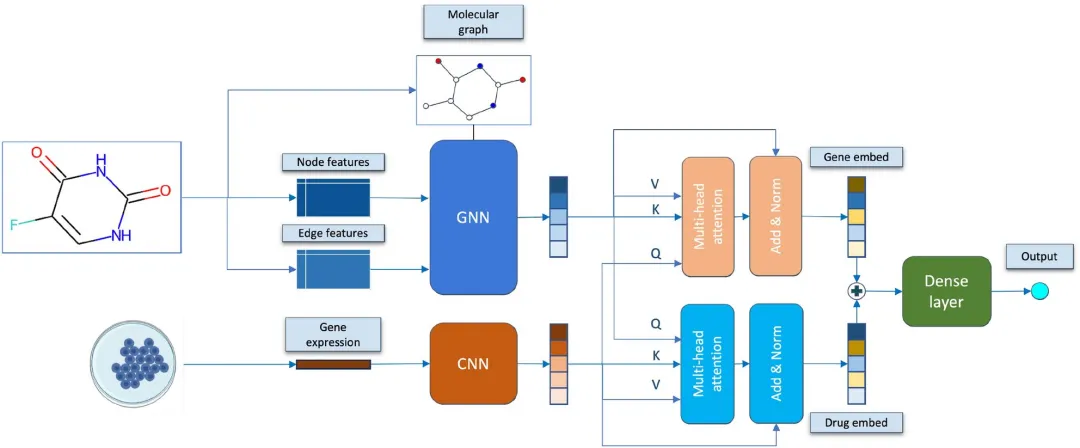 基于可解释图神经网络的药物反应预测与机制研究_农药代谢预测结合gnn的文章-CSDN博客