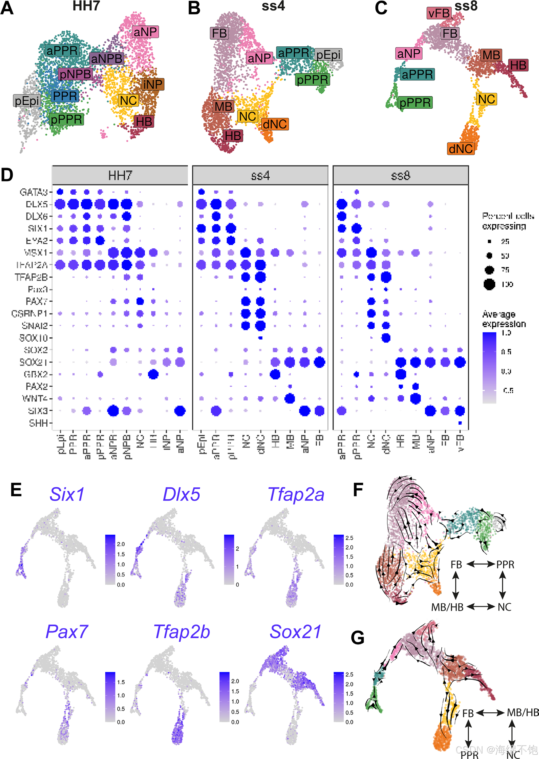 scRNA- sequencing in chick suggests a probabilistic model for cell fate ...