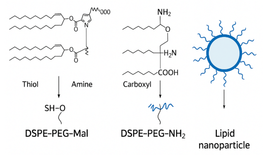 PEG衍生物：DSPE-PEG-Mal、DSPE-PEG-NH2、DSPE-PEG-NHS之间的功能对比-CSDN博客