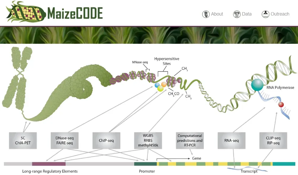 从ENCODE到植物pENCODE：表观图谱正当时，附数据库盘点-CSDN博客