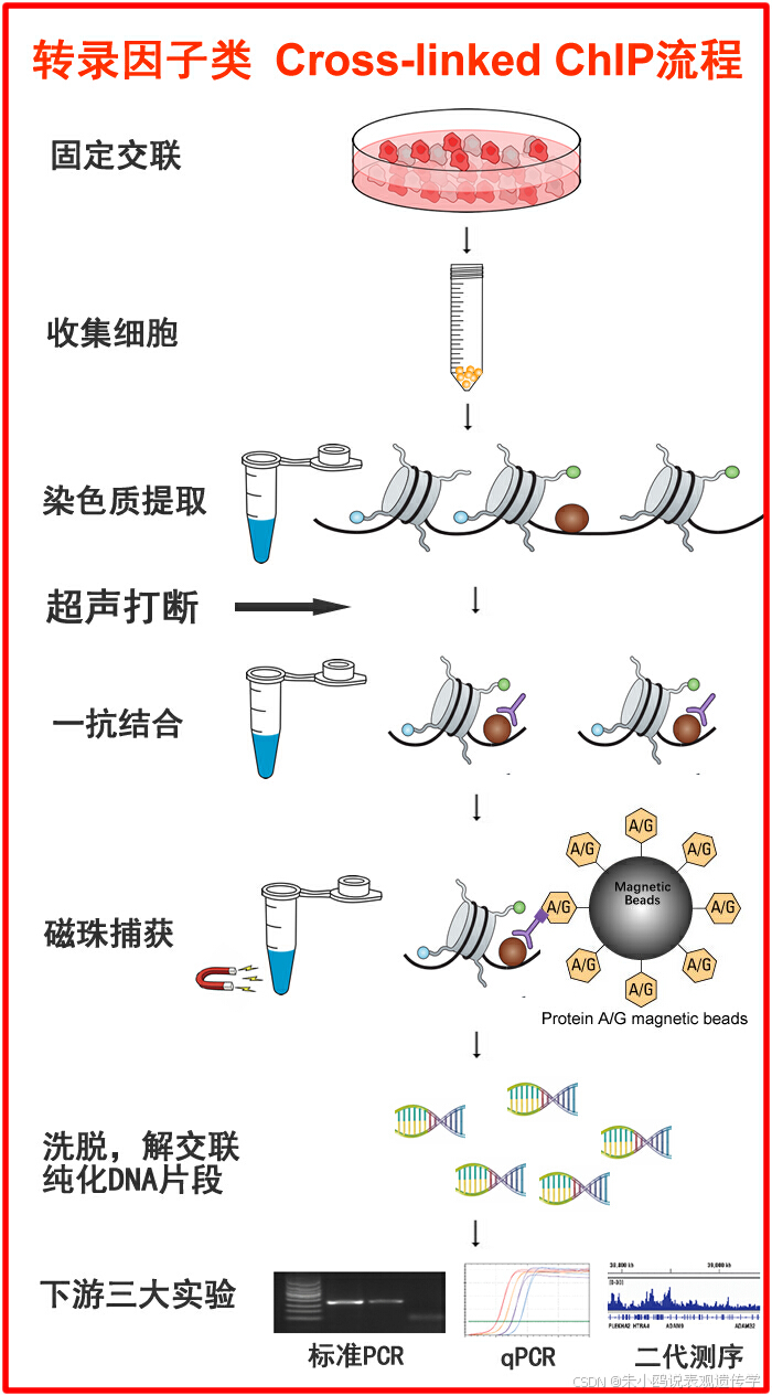 染色质免疫沉淀(ChIP)技术笔记之(2)：技术流程_蜜蜂的chip-pcr-CSDN博客