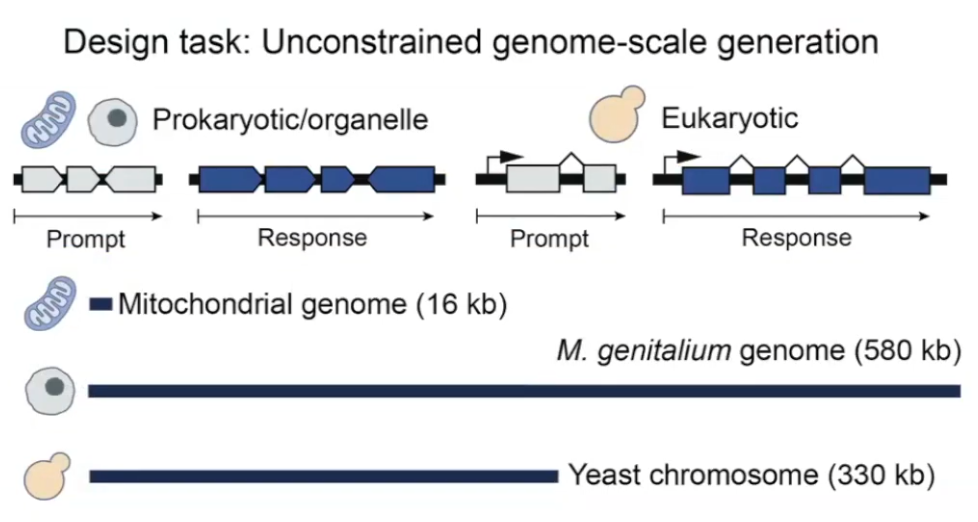 Evo2 论文讲解_基因 模型 evo2-CSDN博客