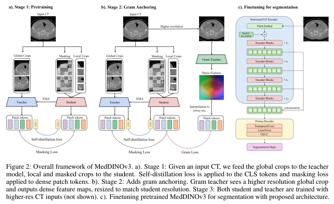 MEDDINOV3: HOW TO ADAPT VISION FOUNDATION MODELS FOR MEDICAL IMAGE SEGMENTATION?-CSDN博客