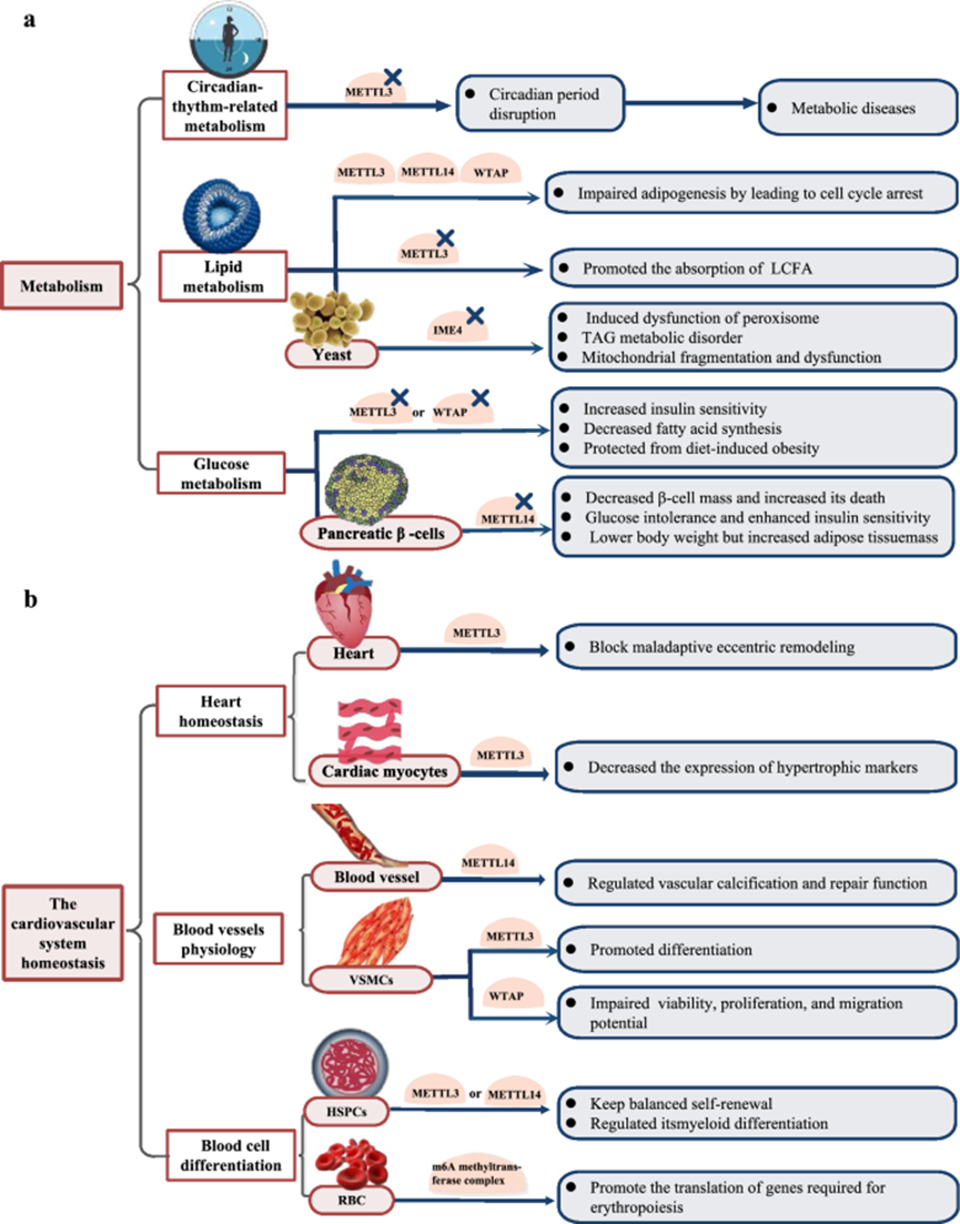 【技术干货】表观转录组之m6A甲基化修饰（一）_m6a修饰-CSDN博客