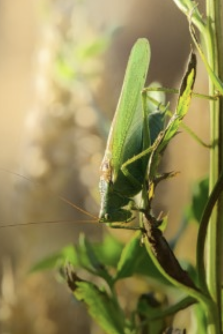 GitHub - QQ767172261/Smart-Insect-Classification-Identification-Dataset ...