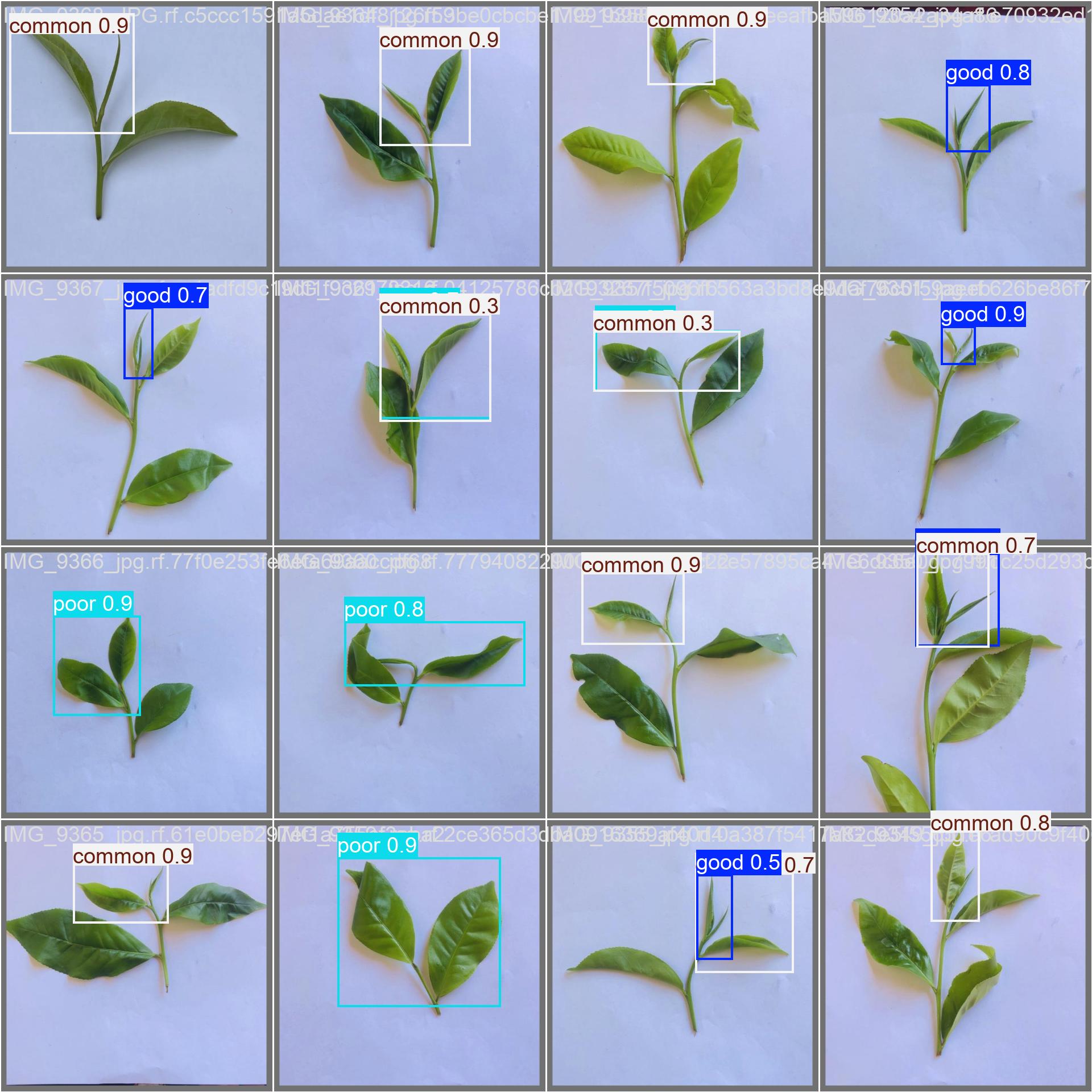 基于yolov11的鲜茶叶生长品质检测识别系统，支持图像、视频和摄像实时检测【pytorch框架、python源码】小白茶叶识别yolo Csdn博客