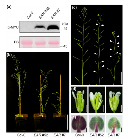 New Phytologist（IF=8.1）|DAP-seq助力解析拟南芥雄性育性调控网络_拟南芥 dex诱导-CSDN博客