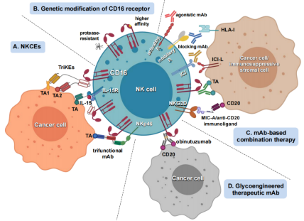 ADCC效应因子CD16-CSDN博客