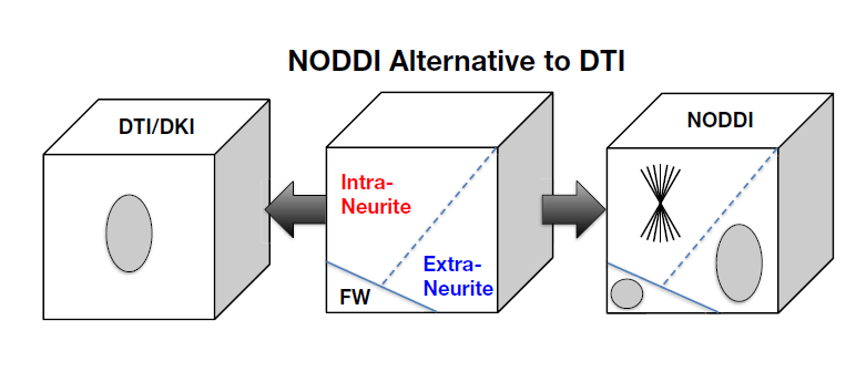 神经突定向弥散与密度成像（NODDI）：精神疾病微观脑结构研究的新利器_noddi能进行概率性纤维束分析吗-CSDN博客