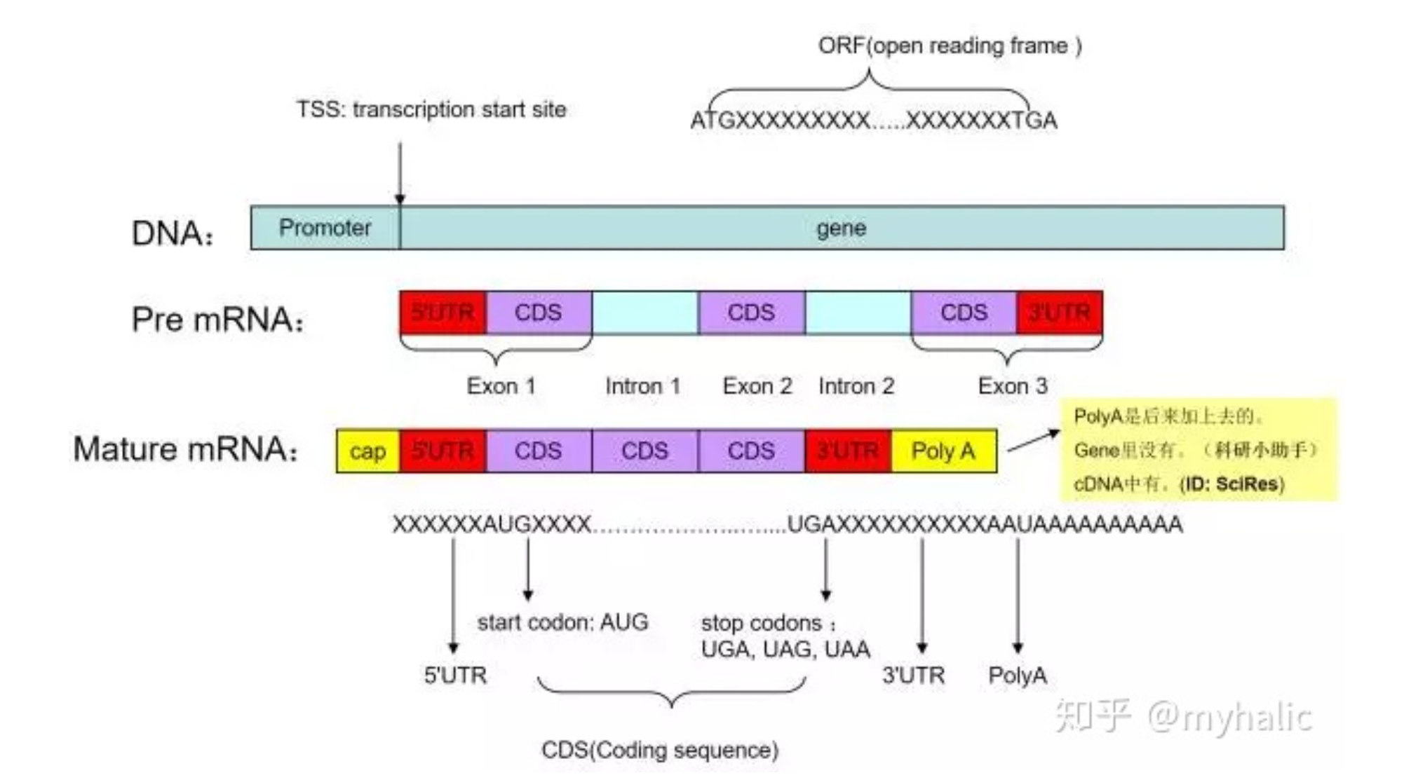 从DNA到成熟mRNA的基因表达过程_dna mrna utr orf-CSDN博客