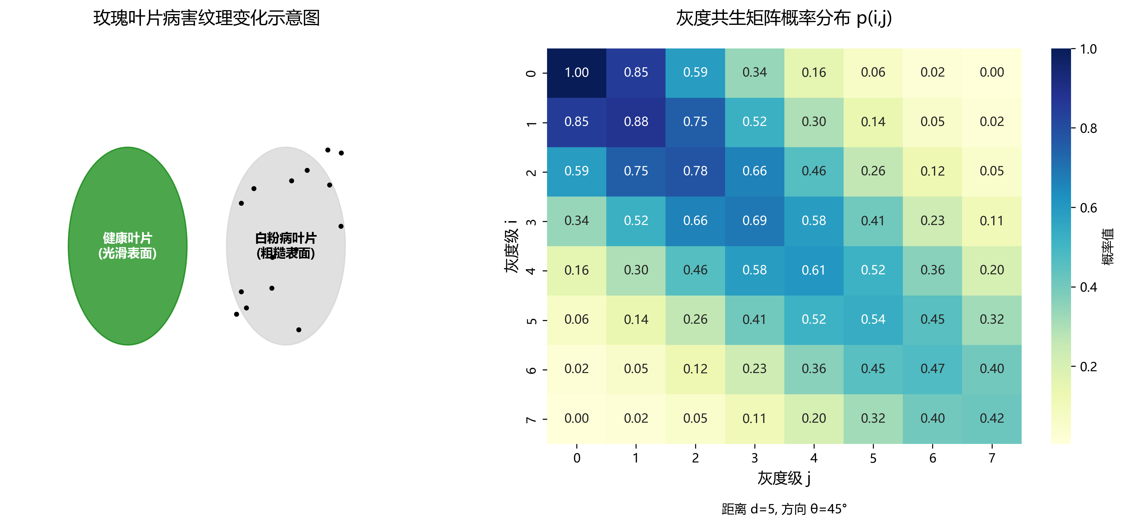 基于YOLO13-C3k2-PPA的玫瑰叶片病害分类系统：黑斑病、健康叶片、白粉病和绒毛病识别研究-CSDN博客