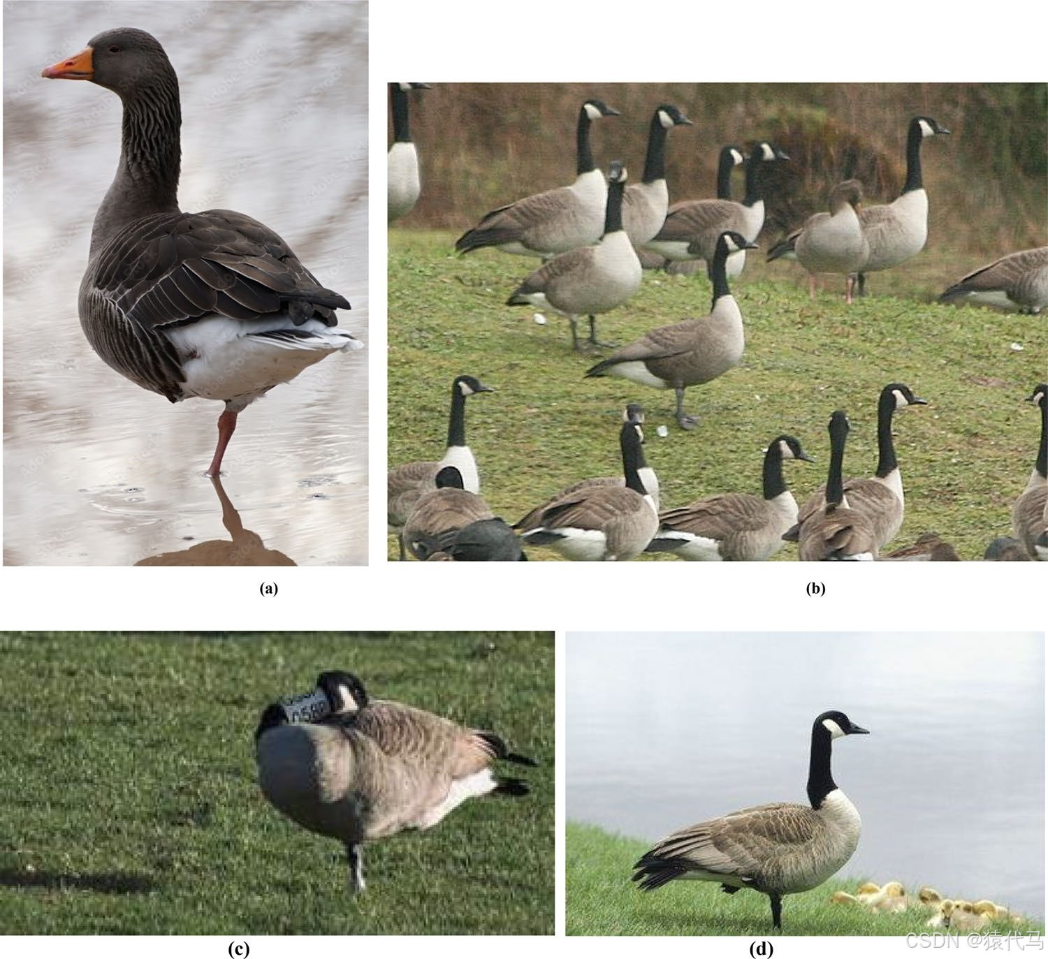 2024 最新群智能优化算法：鹅优化算法（GOOSE Algorithm, GO）详解及代码实现、改进思路-CSDN博客