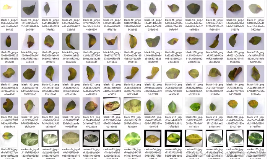 使用yolov8来训练一个包含5588张图像柑橘叶片病害检测数据集。数据集包含5个类别，已标注为yolo格式，可以直接用于模型训练 柑橘数据集 Csdn博客