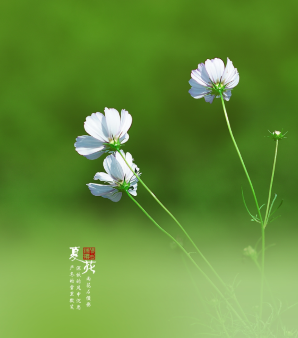 Opencv图像预处理：从灰度化到高级滤波技术opencv常见的图片处理技术例如灰度化、二值化、滤波算法边缘检测算法 Csdn博客