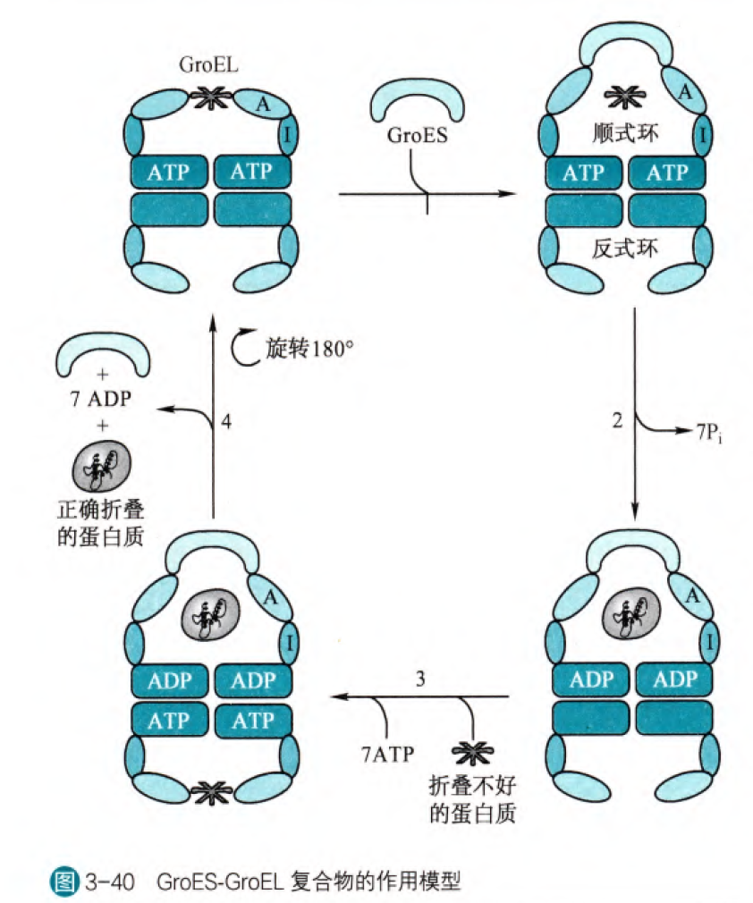 生物化学Learning Track（VI）蛋白质折叠历程及结构预测_疏水塌陷模型-CSDN博客