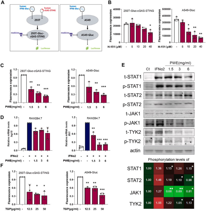 AbMole小课堂 | Puromycin(嘌呤霉素)三大应用详解：从转染筛选到动物造模_puromycin incorporation assay-CSDN博客