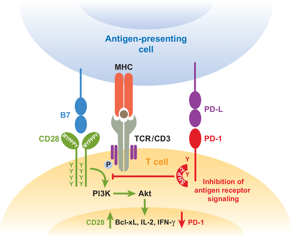 AbMole小课堂丨Atezolizumab：解析人源化PD-L1单抗的阻断机制和抗肿瘤的研究应用_atezolizumab专利过期-CSDN博客