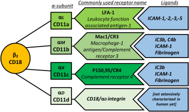 整合素家族分子CD11_cd11b-CSDN博客