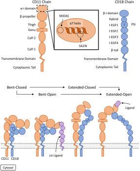 整合素家族分子CD11_cd11b-CSDN博客