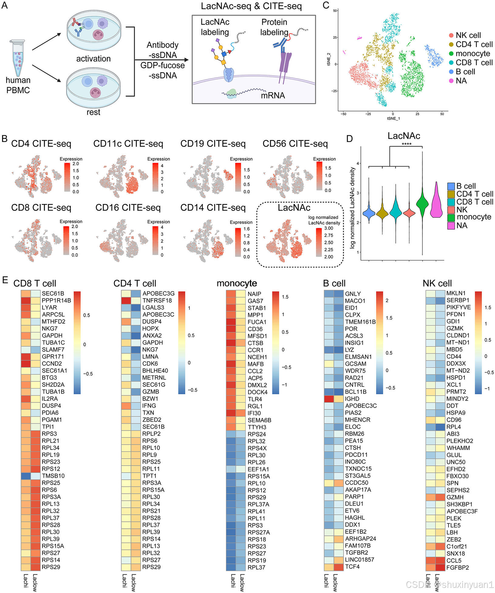 单细胞水平检测N-乙酰乳糖胺(LacNAc)的新型化学酶法与生信-CSDN博客