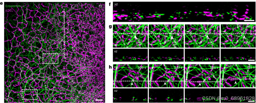 细胞成像的超级“放大镜”——4Pi-SIM_3d sim 显微镜-CSDN博客