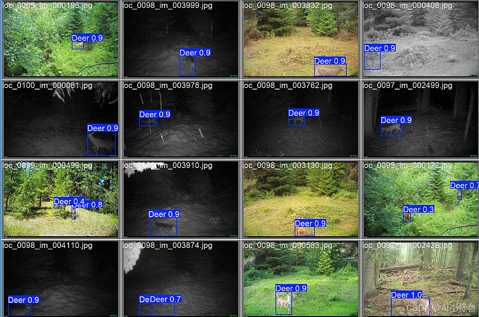 基于YOLO11的鹿群检测系统（Python源码+数据集+Pyside6界面）-CSDN博客