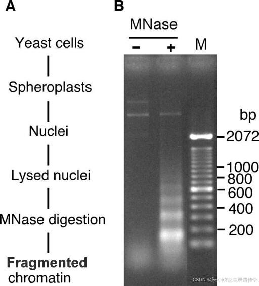 染色质免疫沉淀(ChIP)技术笔记之(6)：操作步骤Protocol_chip质控-CSDN博客
