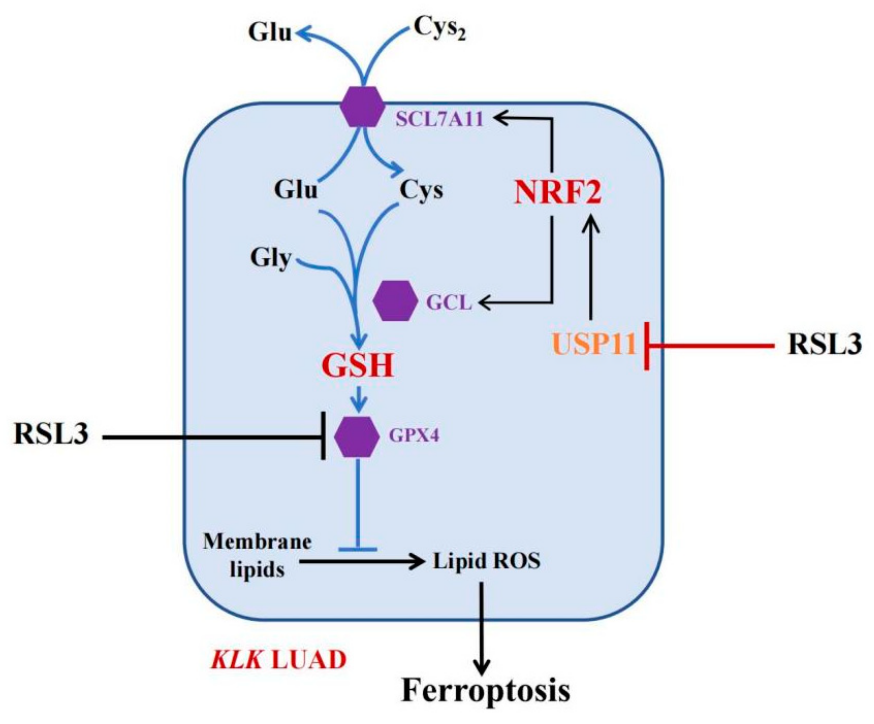 AbMole小课堂丨RSL3--铁死亡激动剂及其抗肿瘤研究_rsl3和铁死亡-CSDN博客