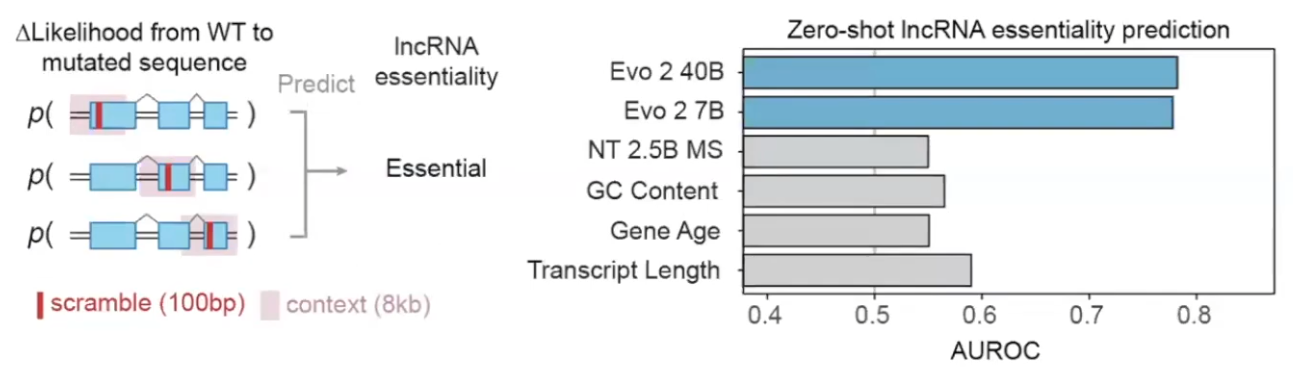 Evo2 论文讲解_基因 模型 evo2-CSDN博客