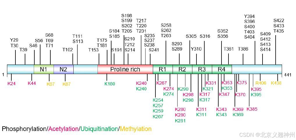 聚焦Tau蛋白修饰：揭开神经退行性疾病热门靶点的神秘面纱_15n-labeled recombinant 2n4r tau internal standard-CSDN博客