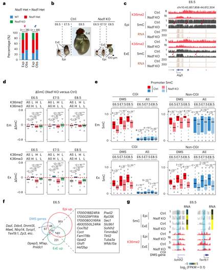 易基因|NCB/IF19.1：颉伟/卢绪坤/张宇团队WGBS+ChIP-seq+RNA-seq等揭示早期胚胎发育过程中H3K36me2调控 ...
