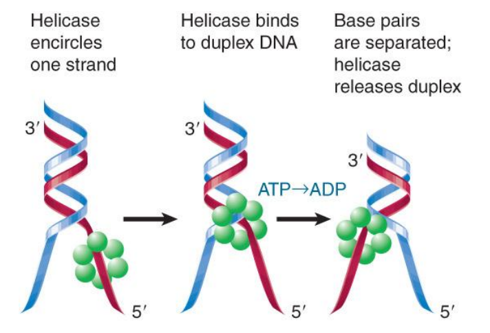 《分子生物学》DNA生物合成-CSDN博客