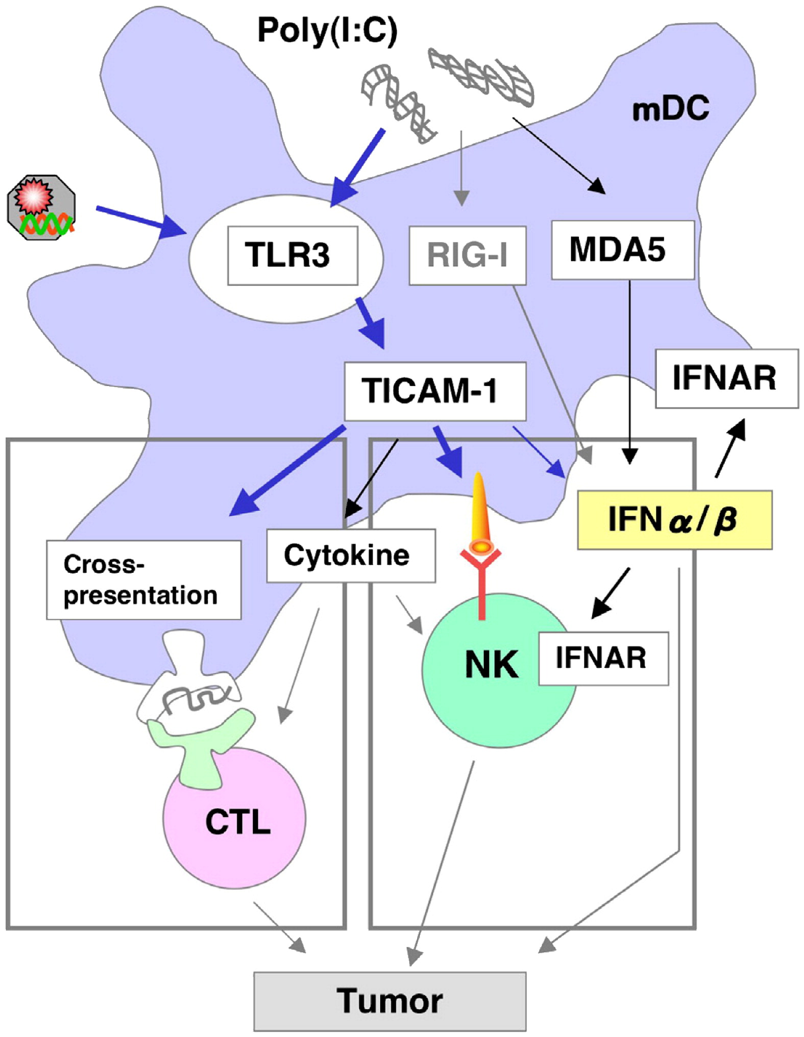 AbMole小讲堂丨Poly I:C (聚胞苷酸)：一种dsRNA模拟物，在肿瘤免疫、疫苗佐剂与抗病毒研究中的应用-CSDN博客