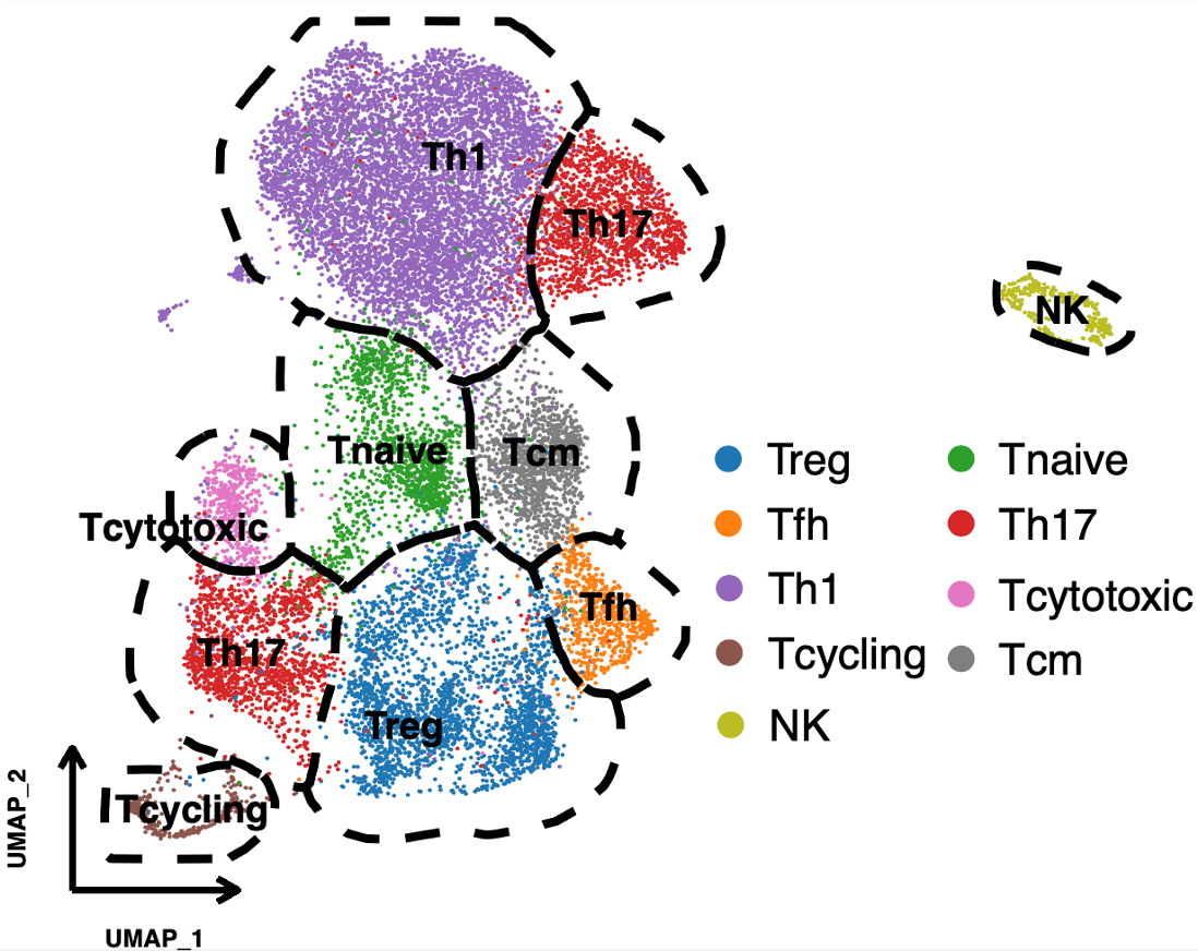 高级umap图_使用dimplot函数绘制umap图-CSDN博客