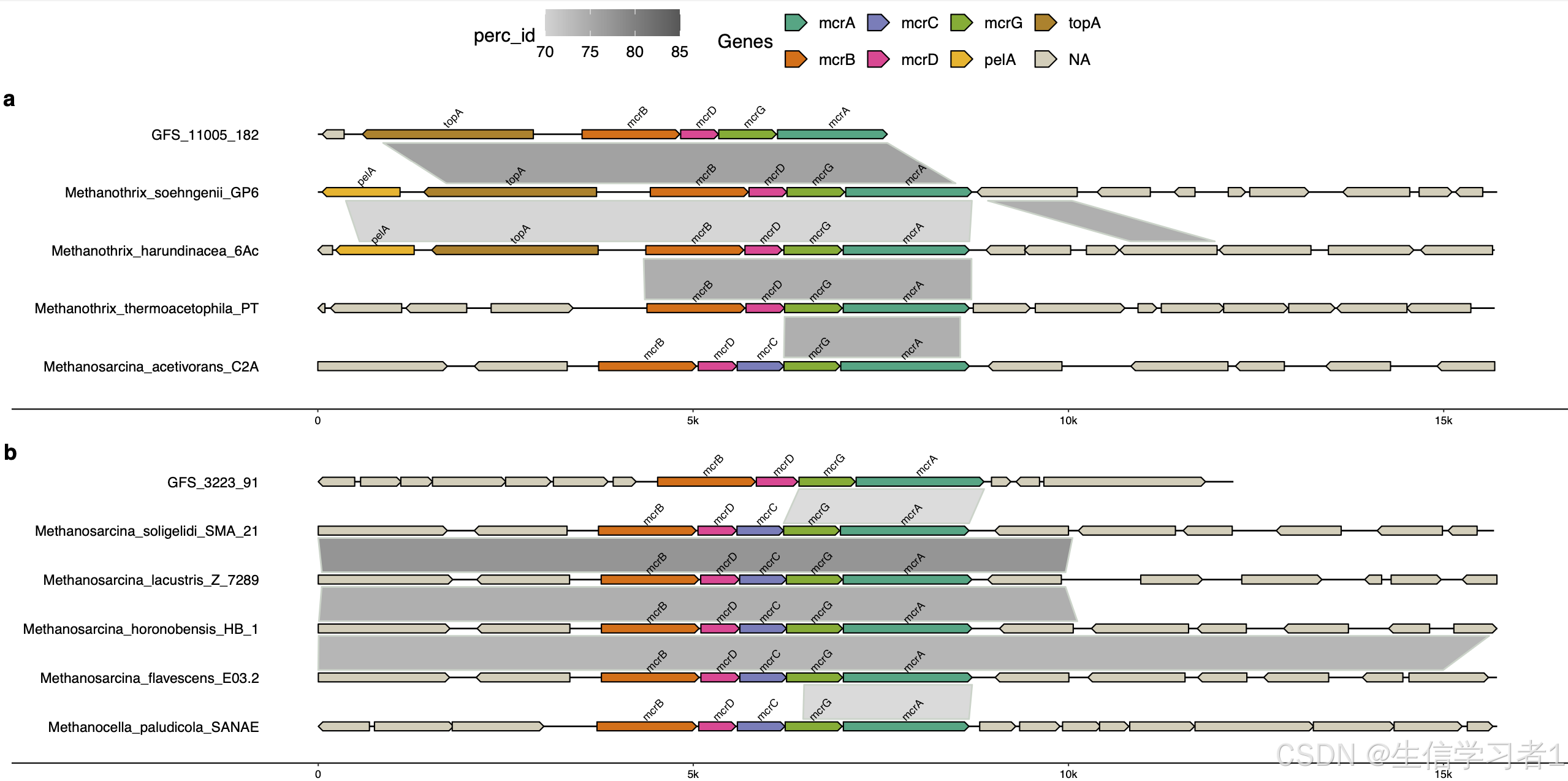 科研绘图系列：R语言物种基因组比较可视化（comparative genomes visualization）-CSDN博客