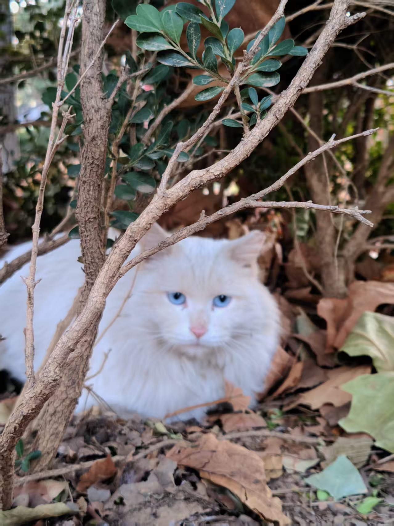 还不理解C++智能指针？-原理、使用与实战避坑-CSDN博客