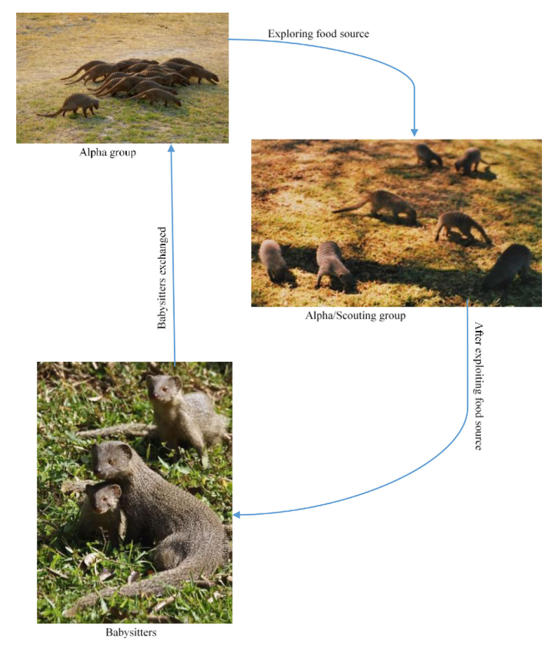 SCI一区TOP|侏儒猫鼬优化算法（DMO）原理及实现【免费获取Matlab代码】-CSDN博客