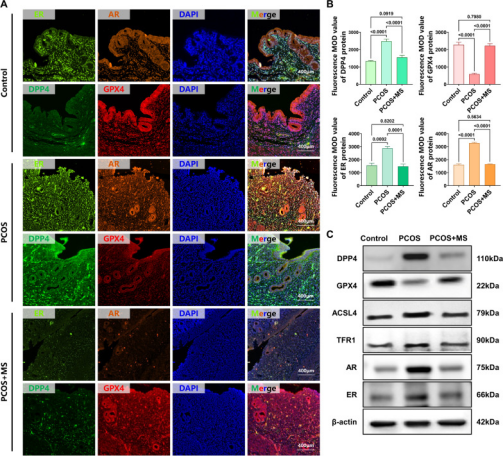 AbMole丨Dehydroepiandrosterone（DHEA）在代谢中的科研应用-CSDN博客