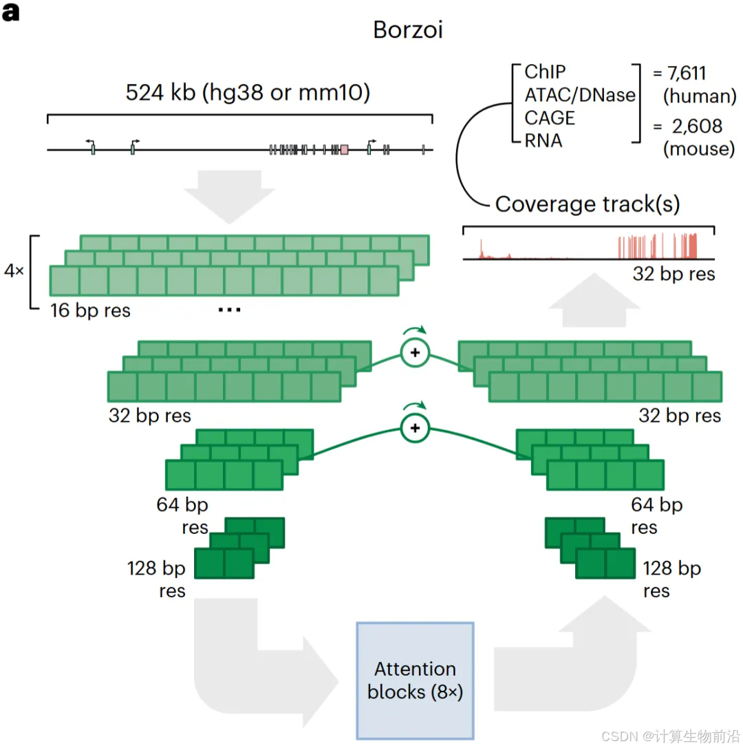 Nat. Genet | 从DNA序列预测RNA-seq覆盖率_rna-seq coverage-CSDN博客