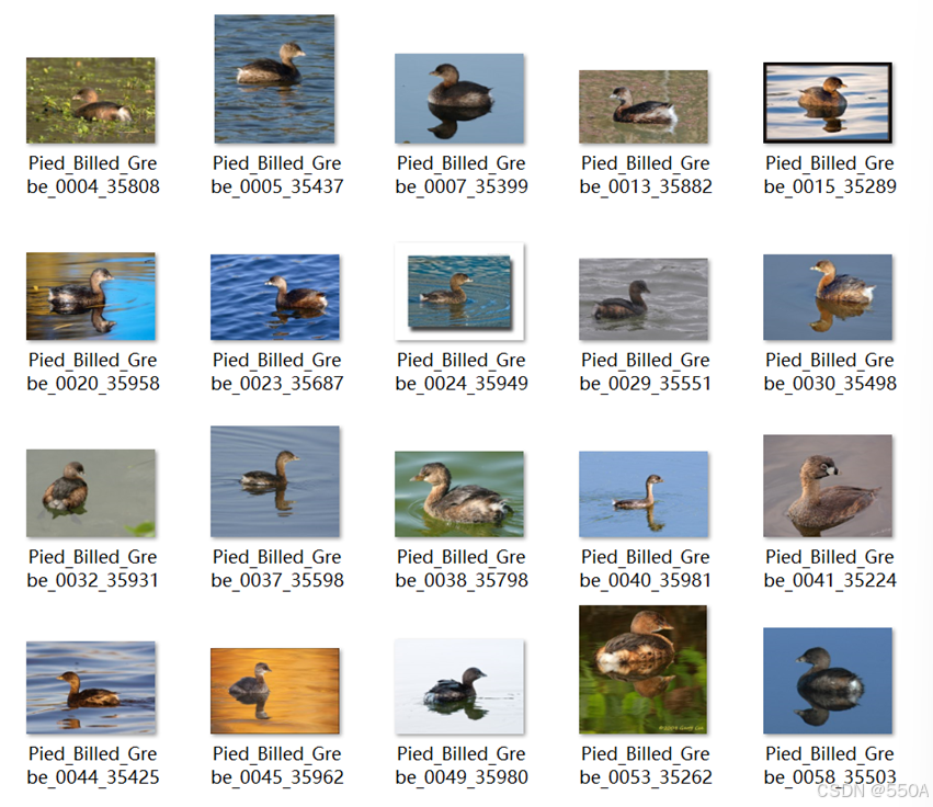 鸟类细粒度图像分类_the filepath provided must end in `.keras` (keras -CSDN博客