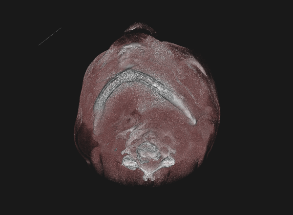 VTK API 详解（104）：vtkFixedPointVolumeRayCastMapper - 固定点体绘制_raycast vtk-CSDN博客