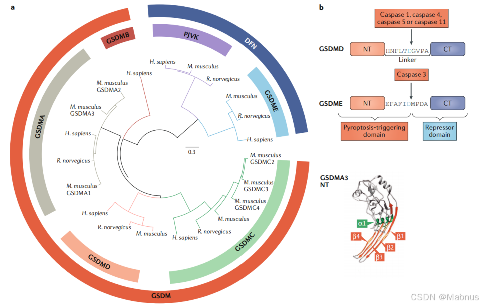 细胞焦亡&GSDM家族：GSDMD_gsdme与gsdmd区别-CSDN博客