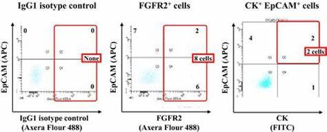 FGF/FGFR2信号通路在肾小管细胞存活及急性肾损伤中的作用机制研究-CSDN博客