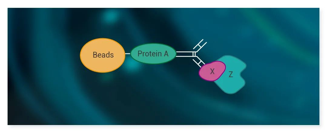 Co-IP 实验不踩坑：蛋白 “拉下场“ 的秘密！揭秘Co-IP实验操作技巧_ha磁珠做ip时igg用什么属性-CSDN博客
