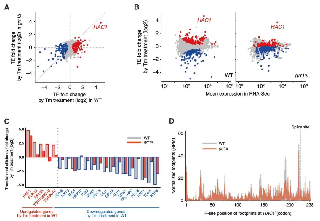Ribo-seq+多组学：解码基因表达的“隐藏维度”-CSDN博客