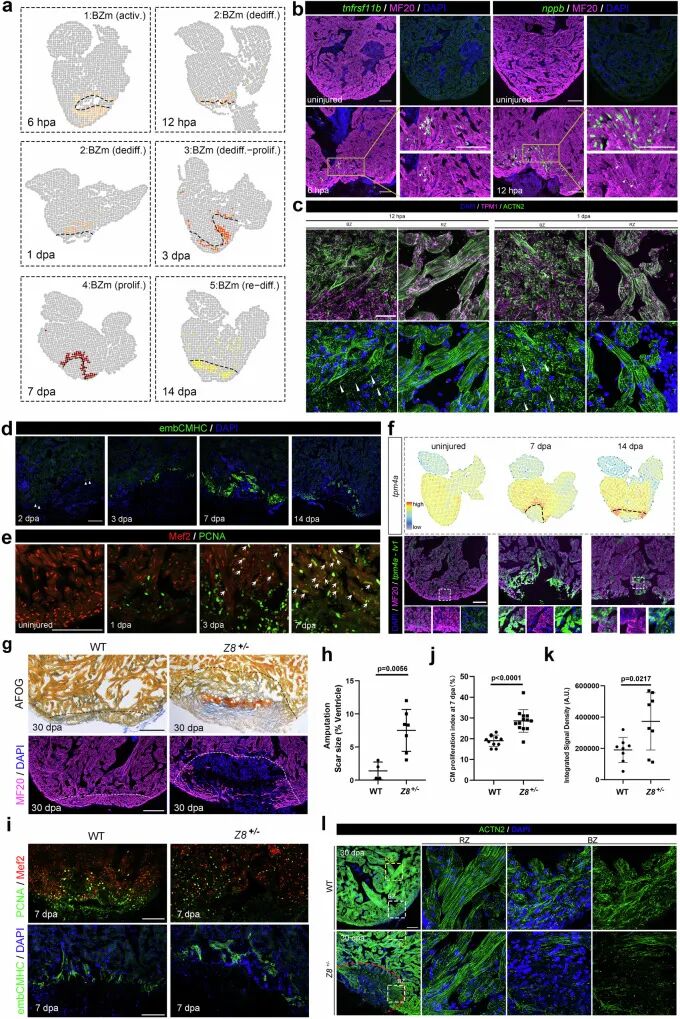 成功案例|Stereo-seq+scRNA-seq 联手破局！斑马鱼心脏再生全景图谱发布，公开数据库助力心血管再生研究-CSDN博客