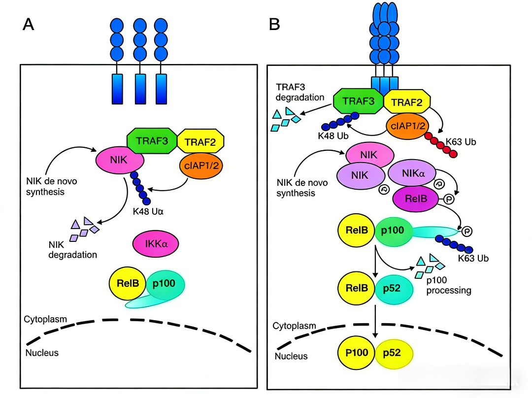 NF-κB信号通路中p105/p50的生成与调控机制是什么？-CSDN博客